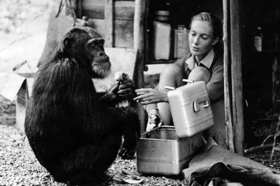 Jane Goodall, Who Studied Chimpanzee Behavior for Decades in Africa ...
