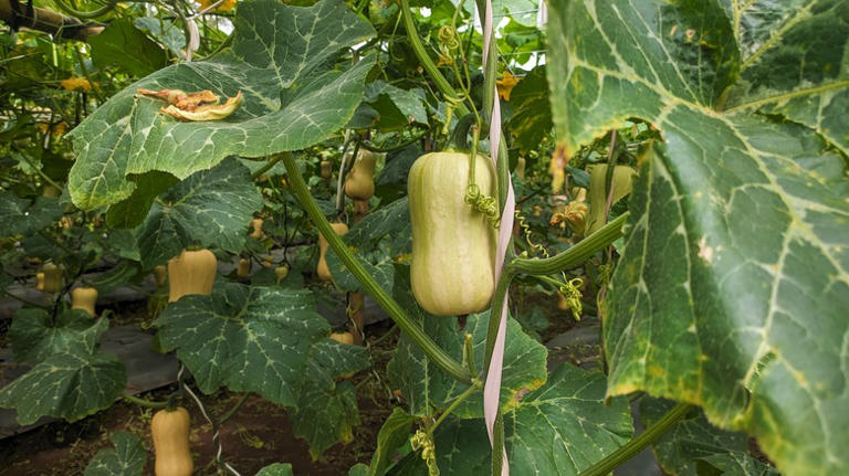 The Edible Part Of A Squash Plant That's Often Overlooked