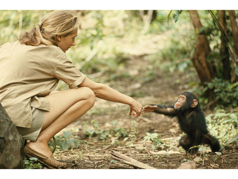 Jane Goodall, pioneering chimpanzee expert who revealed the animals ...