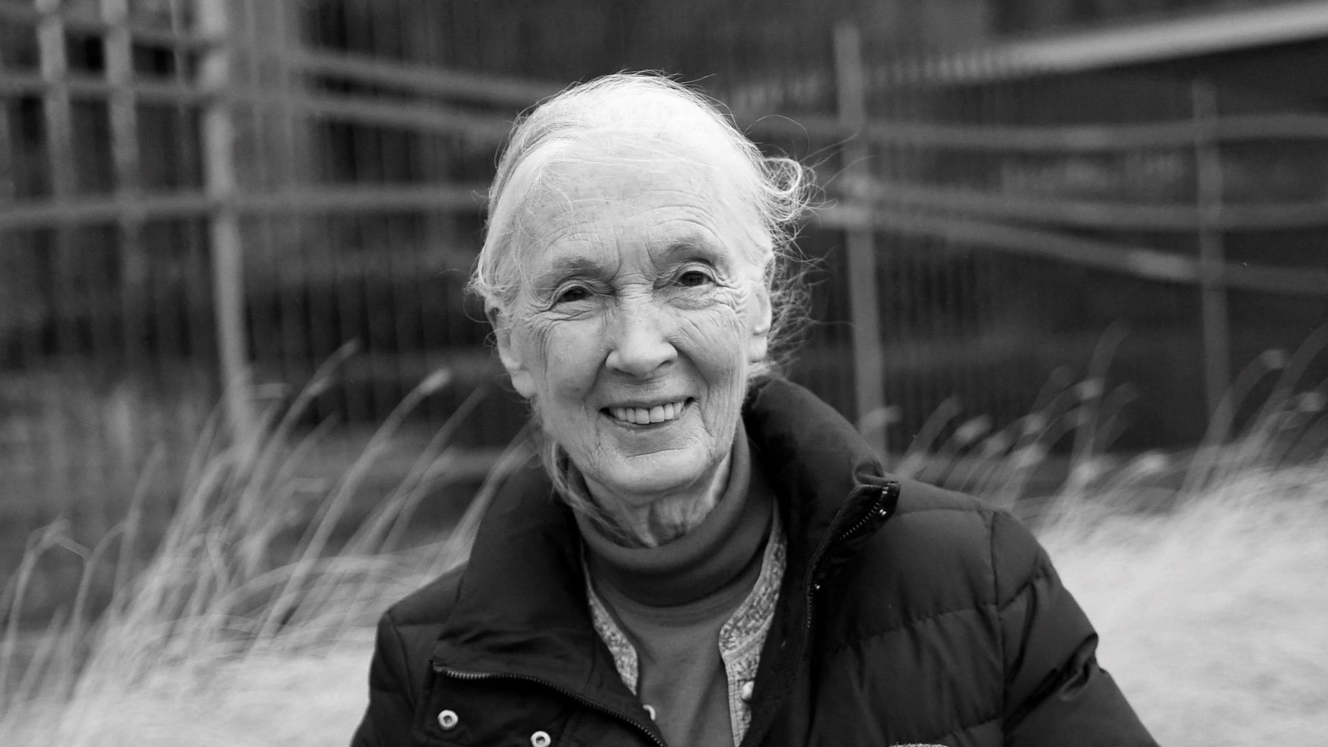 Muere Jane Goodall, experta en chimpancés y activista de los derechos ...