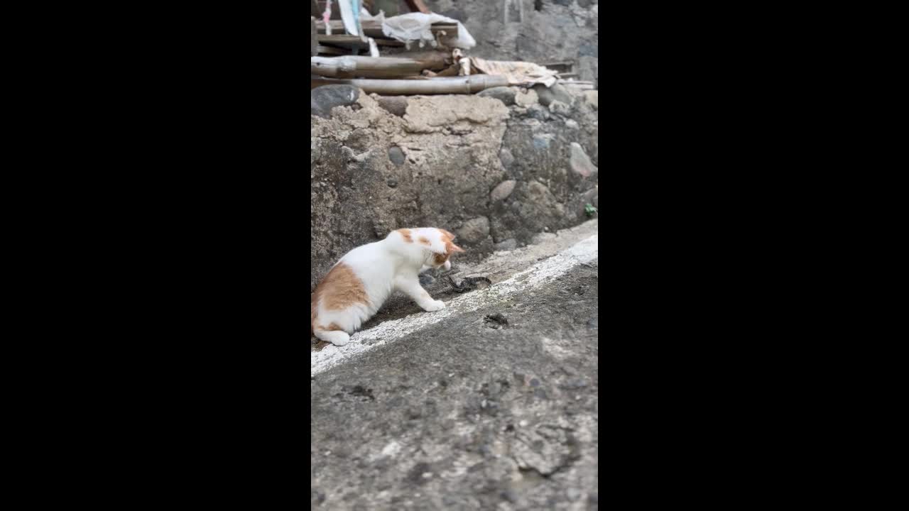 Kittens playfully corner lizard in Kabupaten, Indonesia
