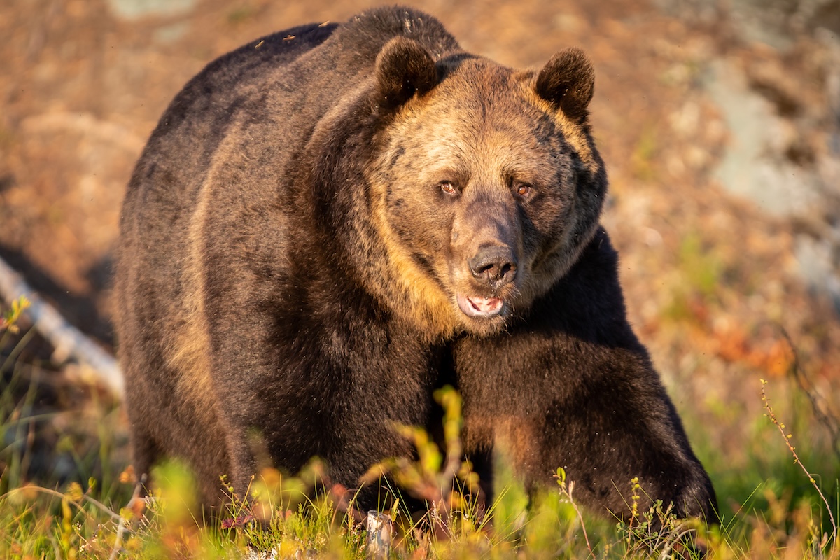 WATCH: Man Narrowly Avoids Bear on Deadly Rampage in Russia