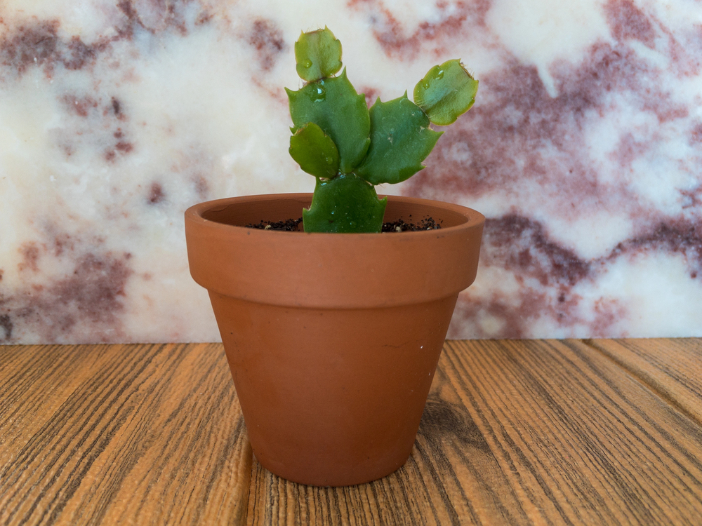 Terracotta accents: color, texture, natural appeal