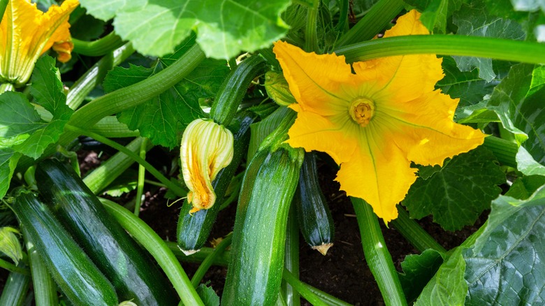 The Edible Part Of A Squash Plant That's Often Overlooked
