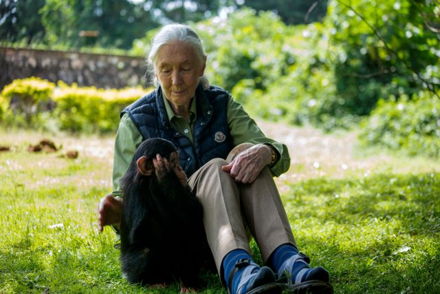 All About Jane Goodall's Son, Hugo 'Grub' Eric Louis van Lawick