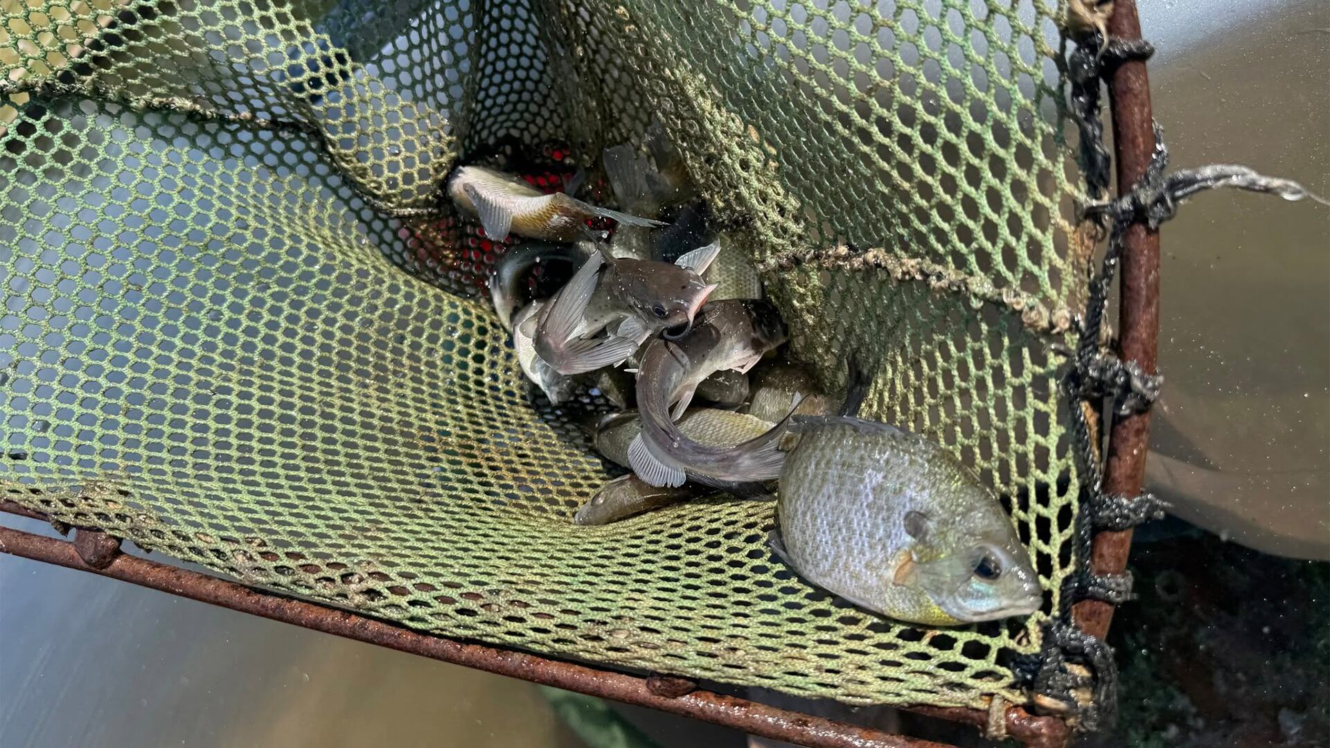Rowan County pond restocked with 400 fish after hundreds die from ...