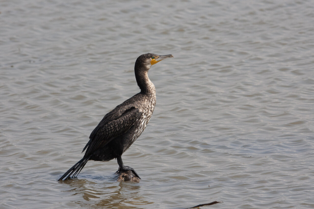 Bird conservation threatened by shifting baseline syndrome