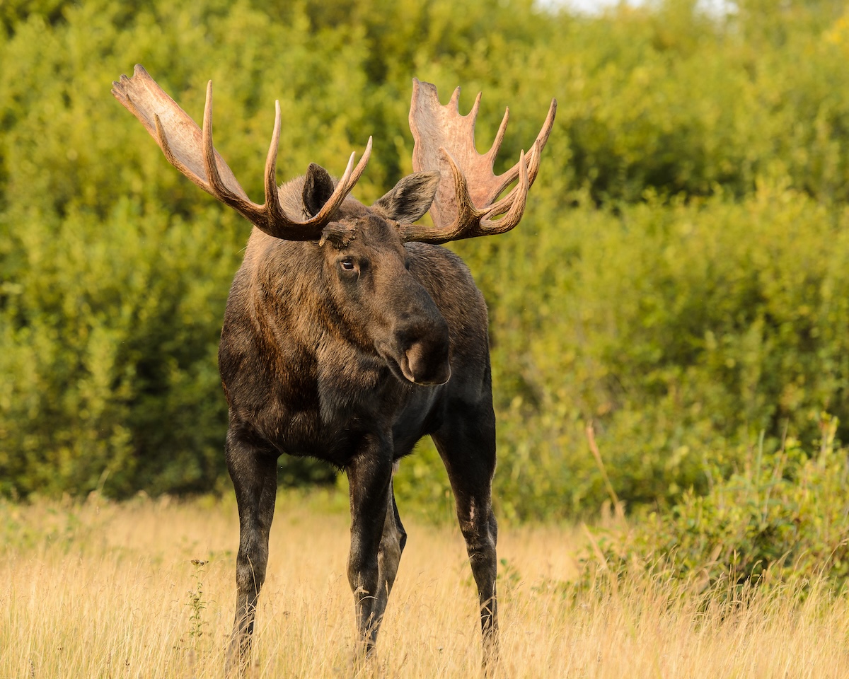 Curious Moose Gives Trail Cam a Kiss (Video)