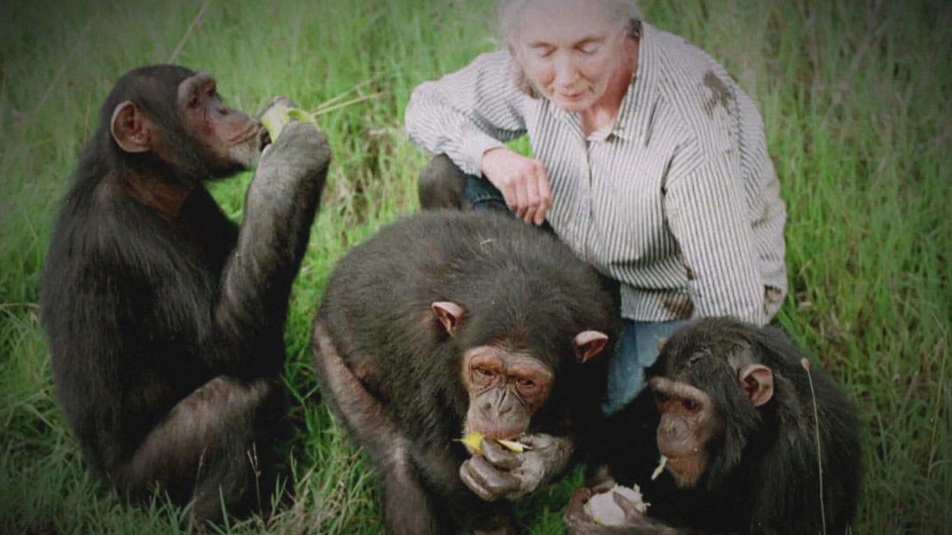 Dr. Jane Goodall, chimpanzee researcher and climate activist, dies at 91