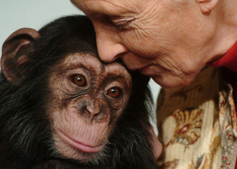 Jane Goodall: Conservationist renowned for groundbreaking chimpanzee ...