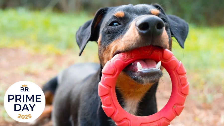 Prince George’s County Animal Shelter lowers adoption fees during October