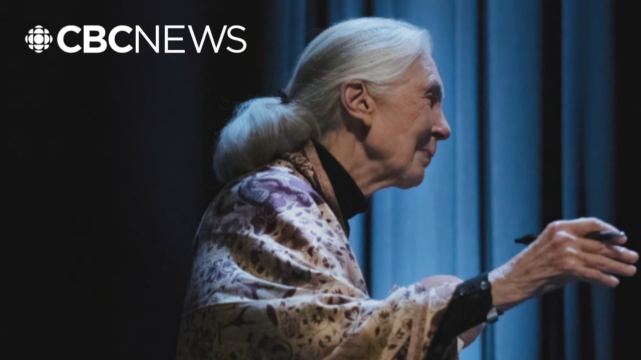 B.C. wildlife biologist reflects on legacy of Jane Goodall