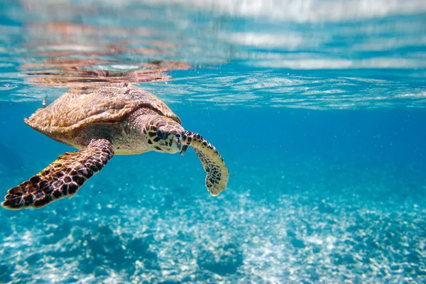 17 u.s. Beaches to See Turtles for World Turtle Day
