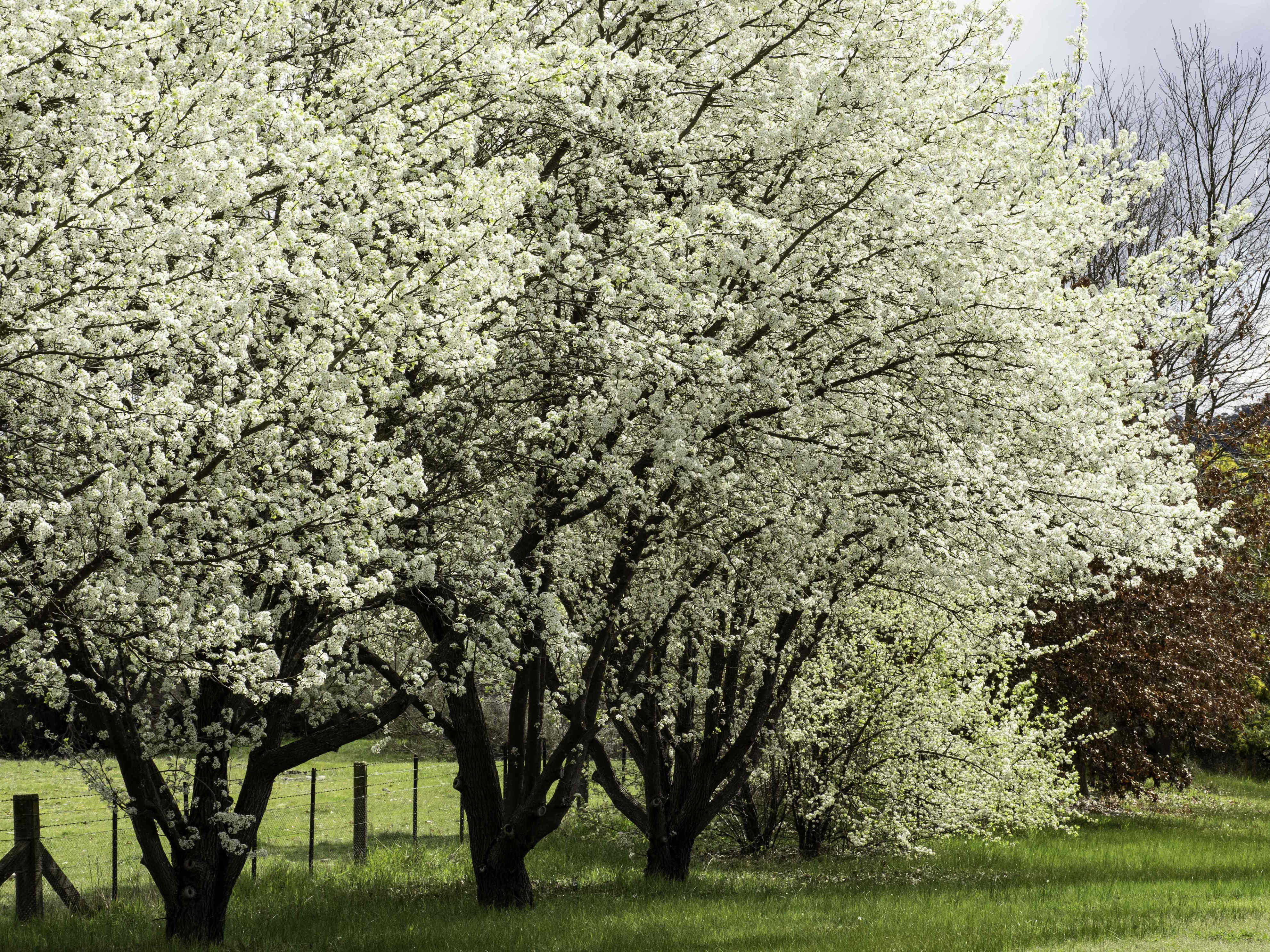 The One Fruit Tree You Should Never Grow, According to Experts