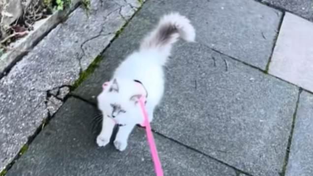 Adorable cat enjoys the snow