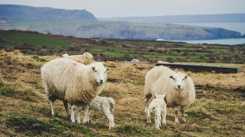 The Adorable Lives Of Baby Farm Animals