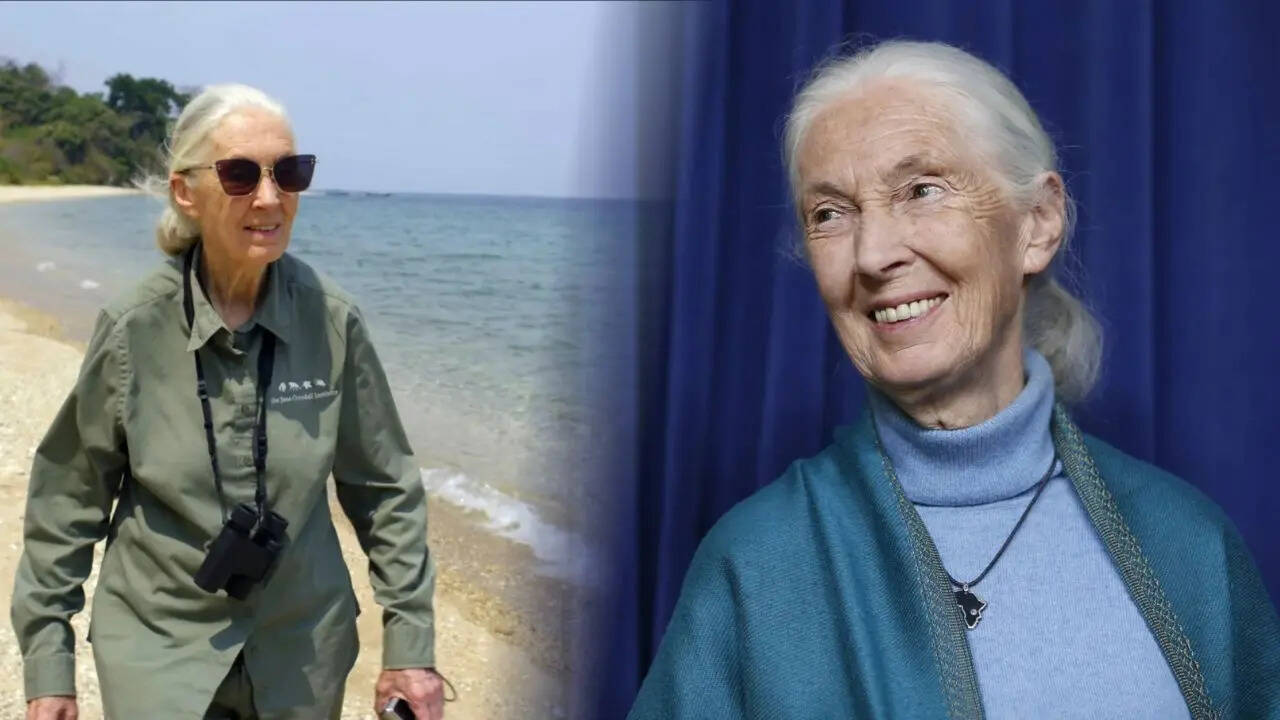 Meet David Greybeard: Dr. Jane Goodall's Favorite Chimpanzee Who ...