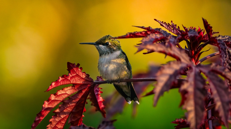 What To Avoid To Ensure Hummingbirds Will Visit Throughout The Fall