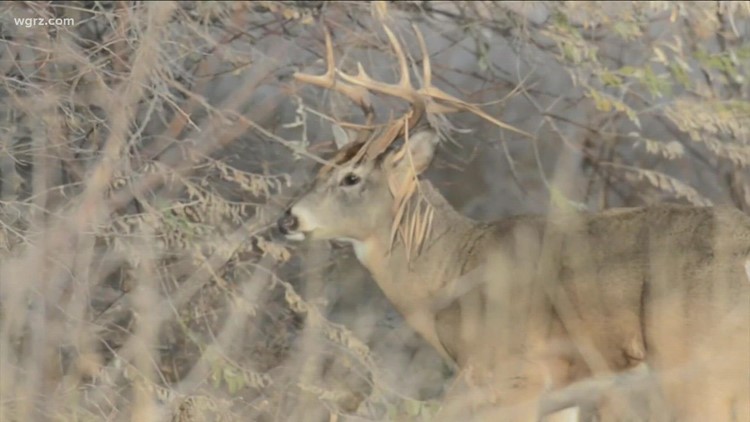 NYSDEC launches new mobile app for hunting license, e-tags