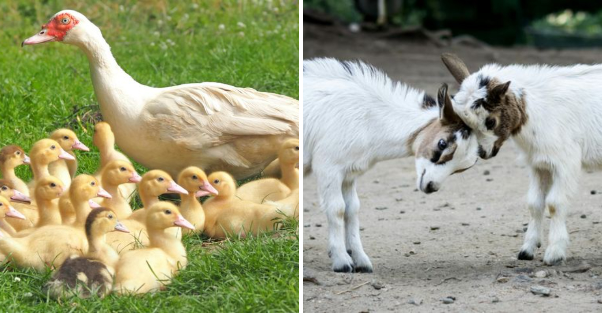 The Adorable Lives Of Baby Farm Animals