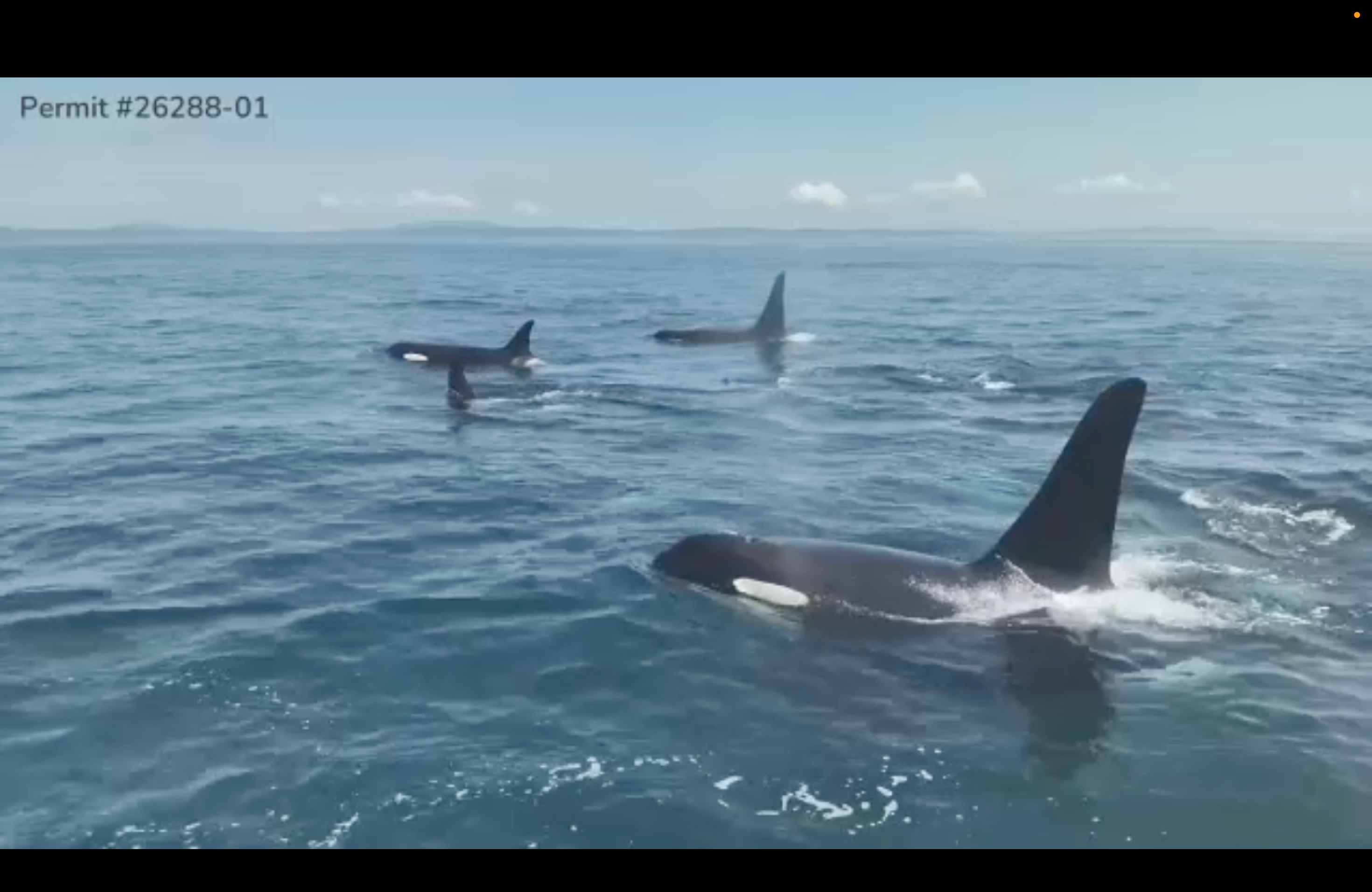 Watch: Drone captures 'killer' view of endangered orca pod swimming off ...