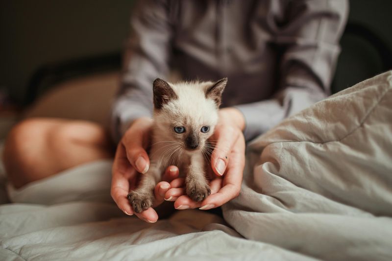 10 Fun Facts About Siamese Cats, Made Iconic By Cats In Disney Movies