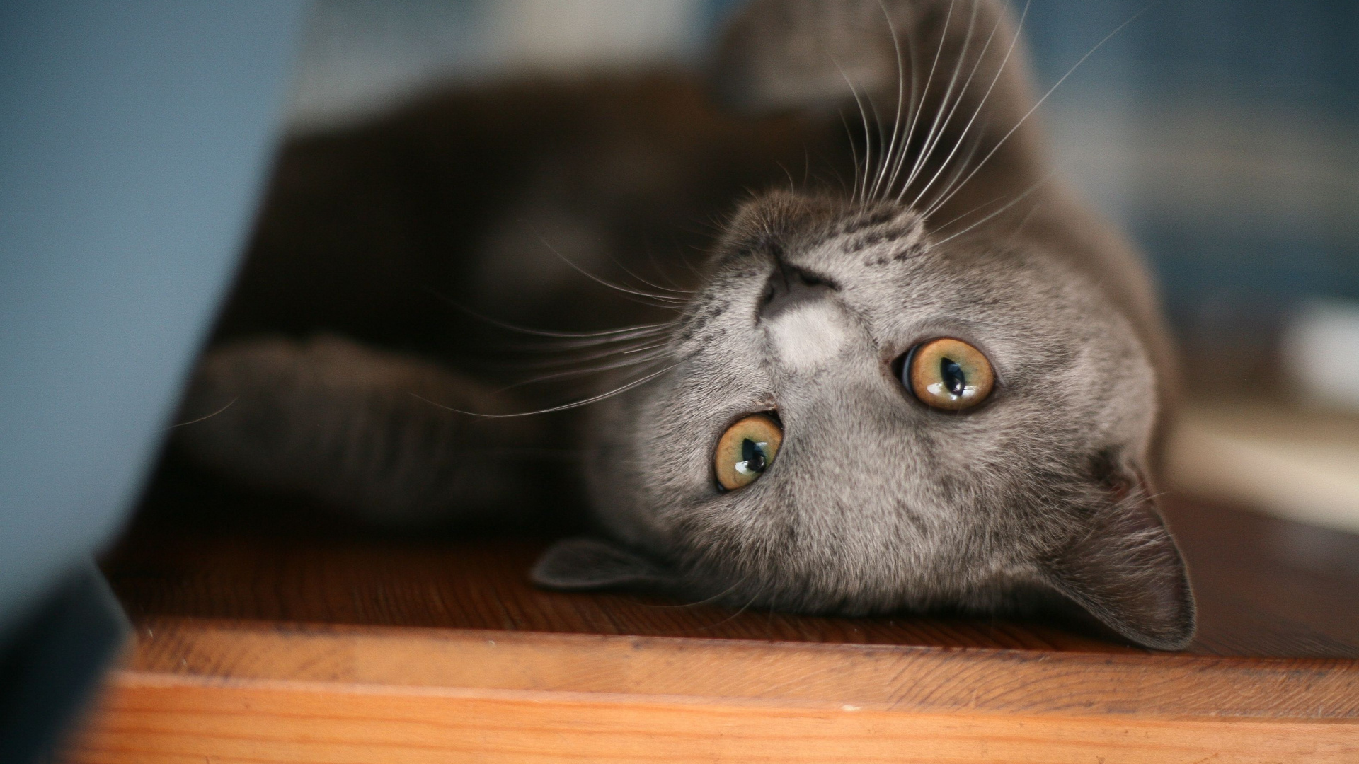 12 Habits That Show Your Cat Cares In Their Own Way