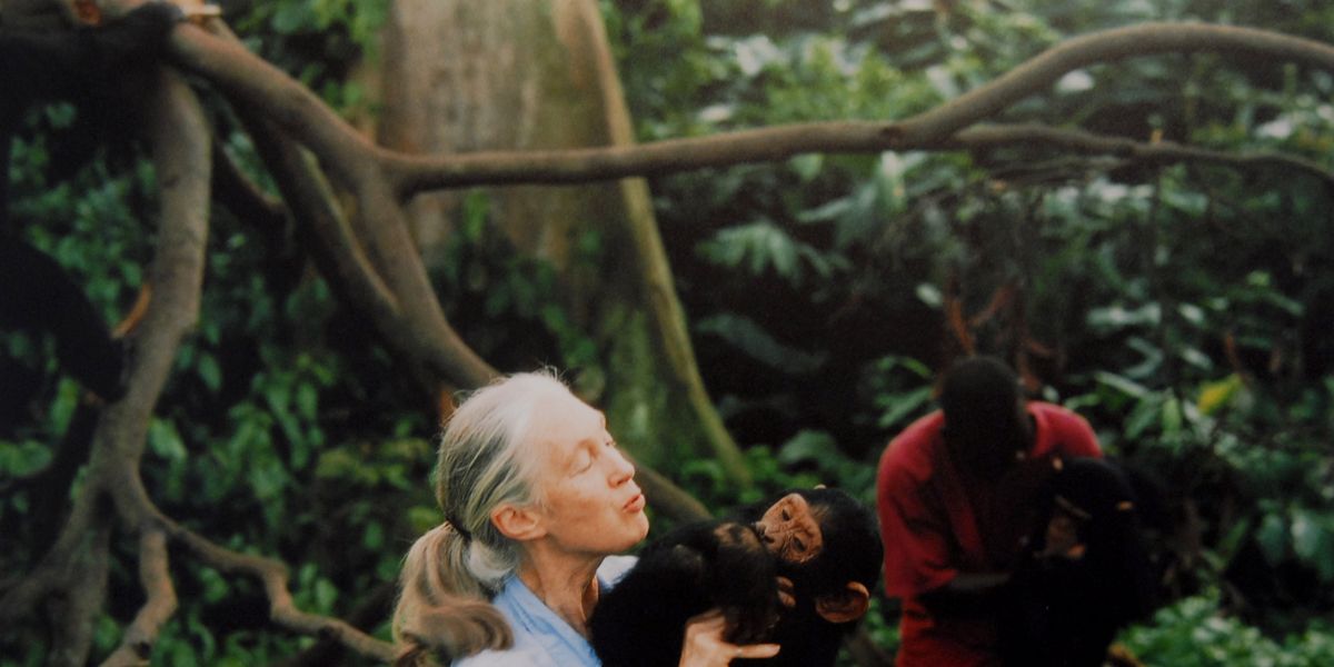 Jane Goodall Had No College Degree. She Still Changed Everything We ...
