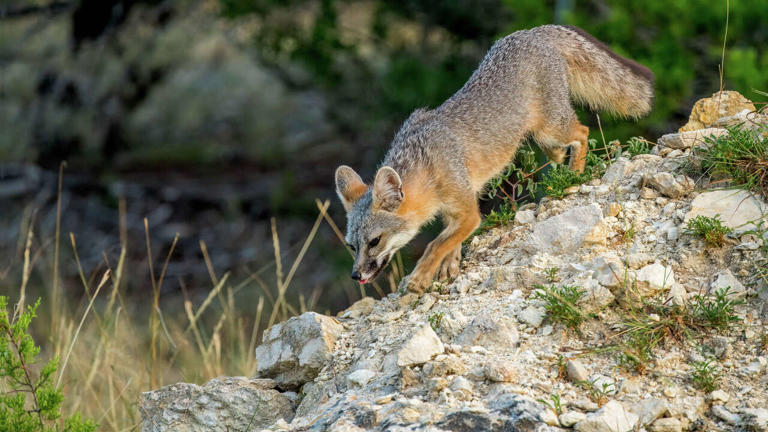 Bexar County issues pet warning after rabid fox killed