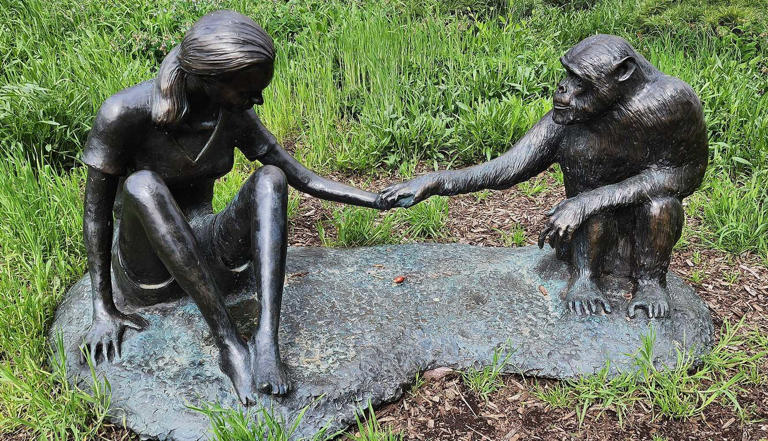 Jane Goodall, Famed Chimpanzee Researcher And Conservation Icon, Dies At 91