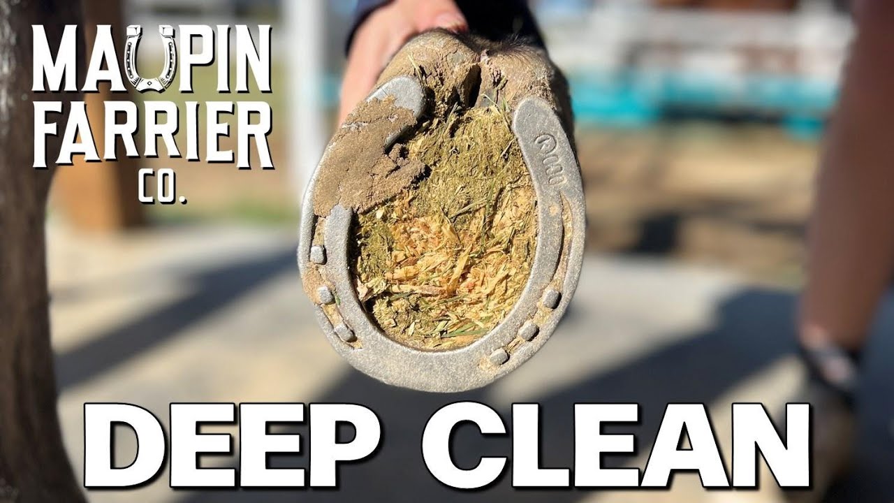 Horse hoof deep clean | Satisfying restoration | Farrier ASMR | Maupin ...