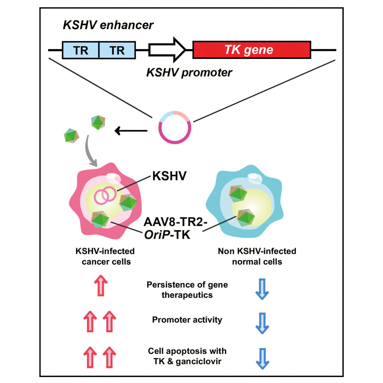 Genetic 'Trojan horse' selectively kills cancer cells linked to Kaposi ...