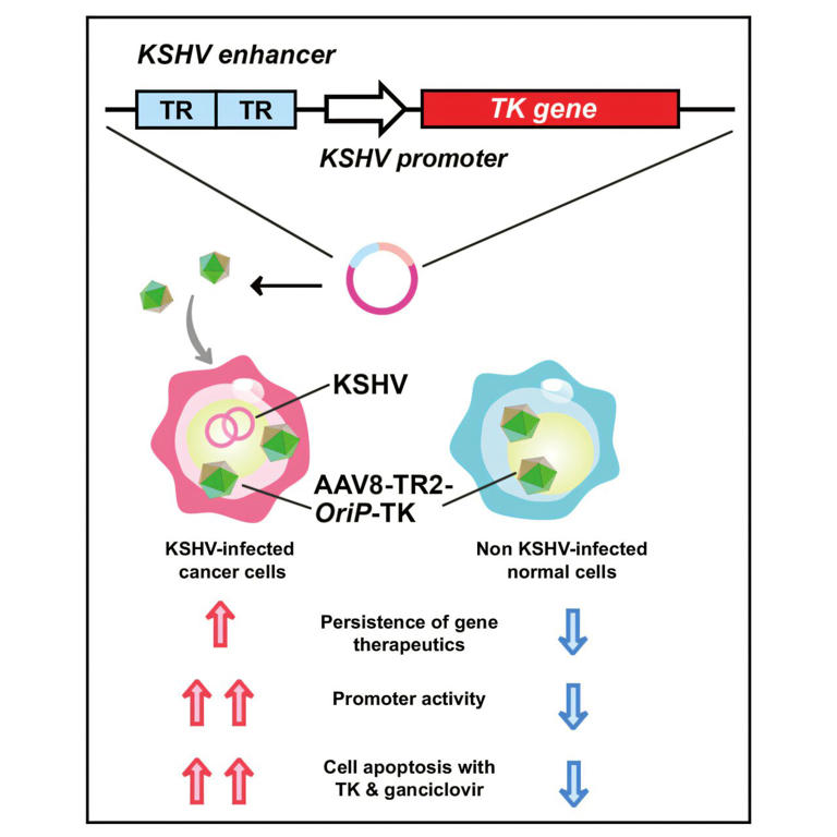 Genetic 'Trojan horse' selectively kills cancer cells linked to Kaposi ...