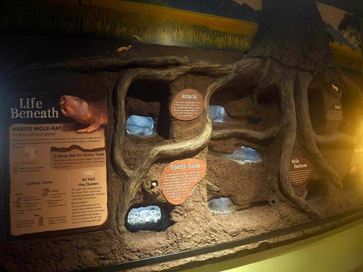 Sacramento Zoo welcomes colony of naked mole-rats