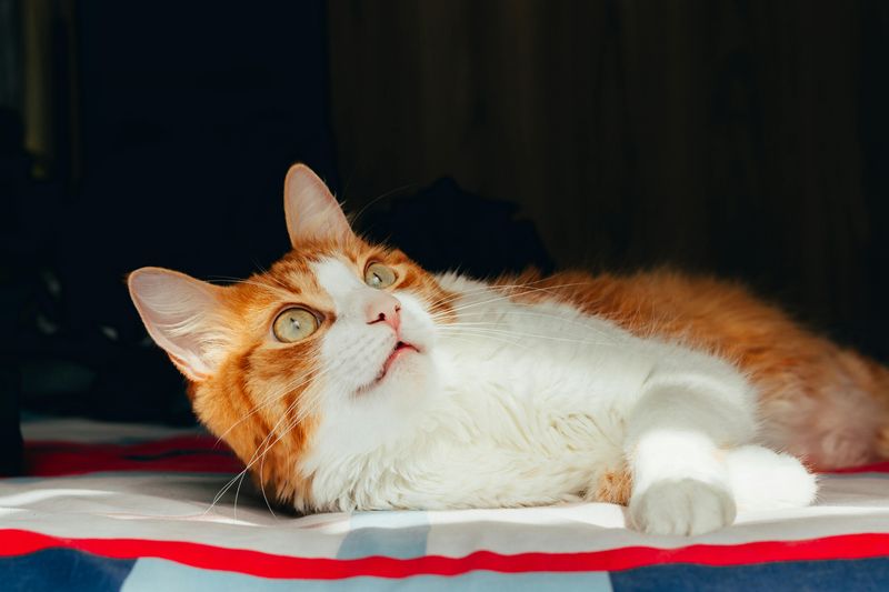 10 Changes Your Cat Will Go Through During Adolescence