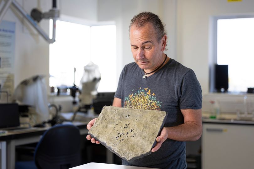 Fossil reveals new species of ancient Jurassic reptile which roamed ...