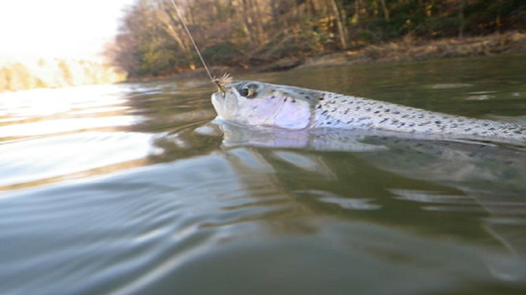 MD DNR Stocks 15K Trout in Fall Program