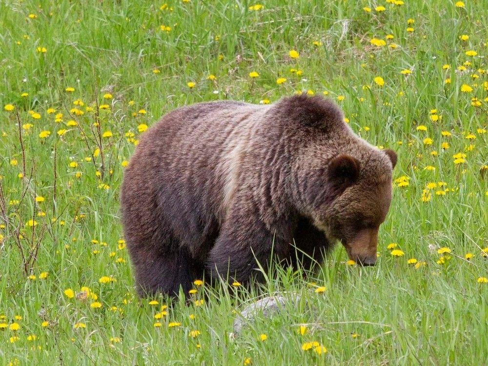 Another person charged by bear in Kananaskis