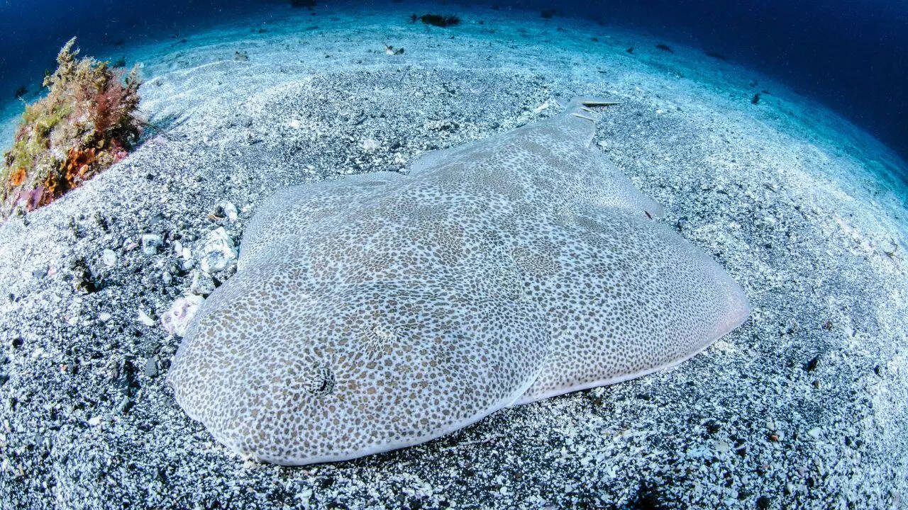 Meet 6 sharks that are not dangerous to humans