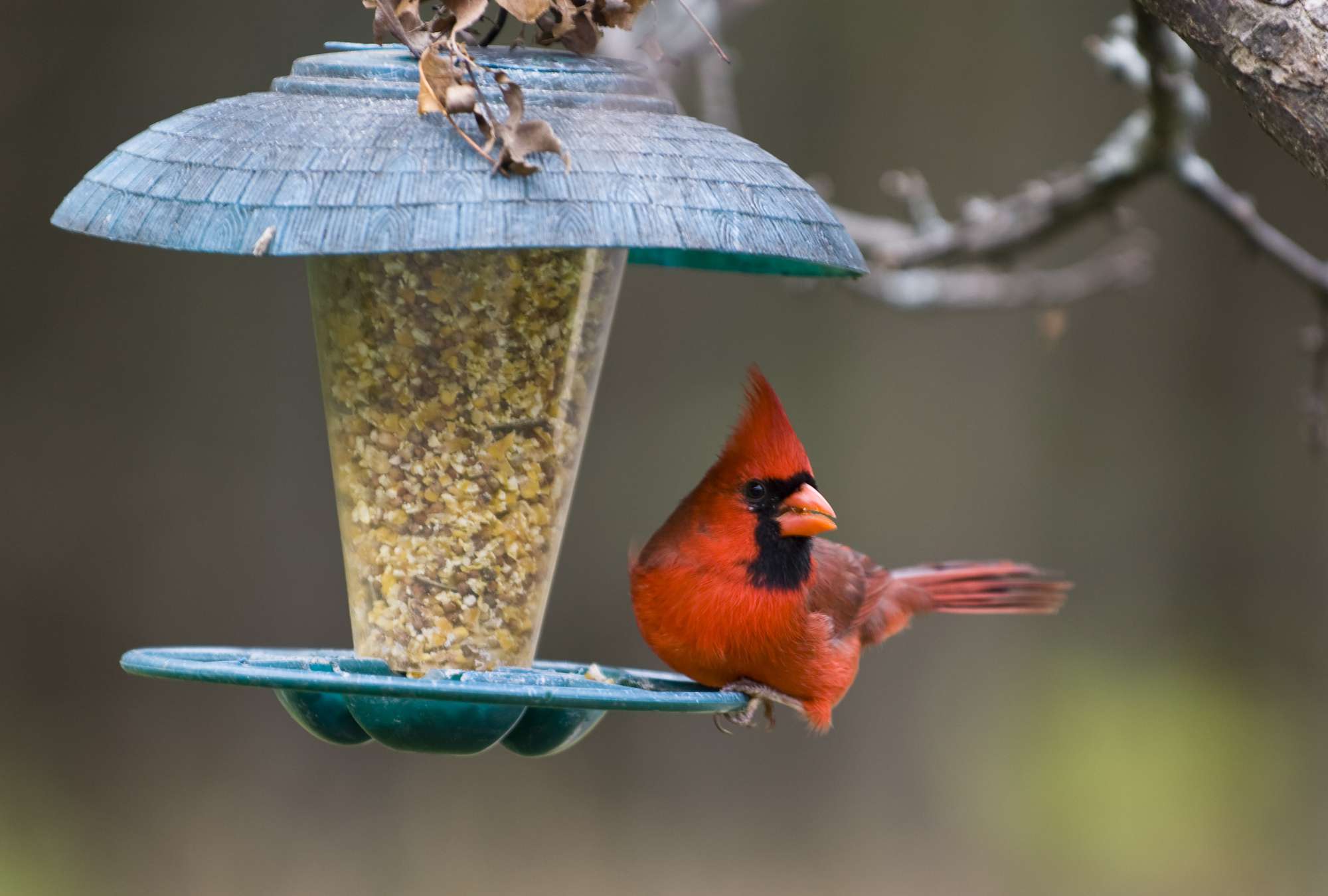 15 things you should never (ever) put in bird feeders, according to experts