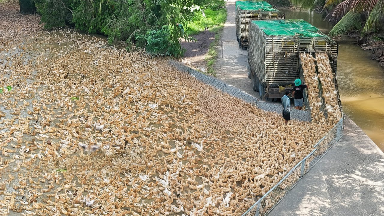 Transporting millions of ducks via truck: The logistics behind it