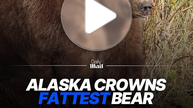 Alaska crowns Fattest Bear