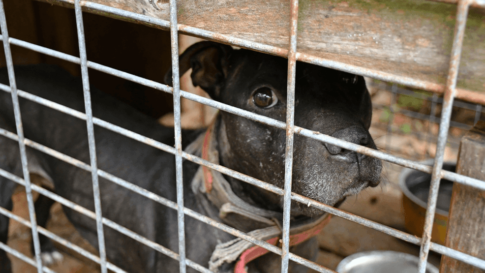 Beaumont Animal Care seizes 32 dogs from suspected fighting ring
