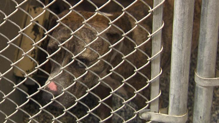 Judge awards custody of 32 dogs to Beaumont Animal Care in suspected ...
