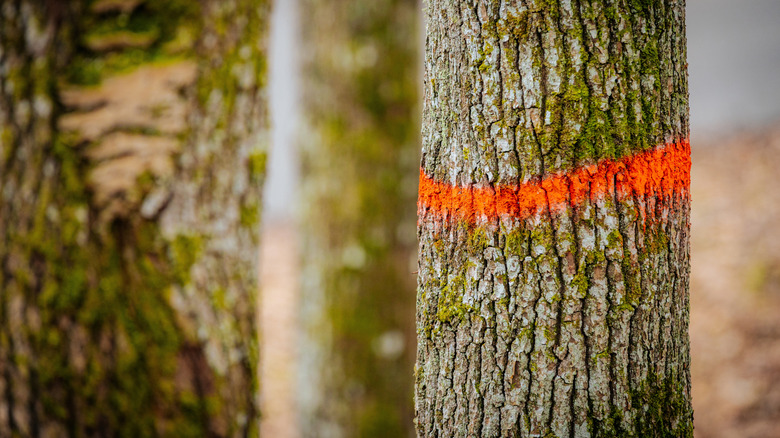 If You See A Tree Painted Orange, Don't Ignore It — Here's Why