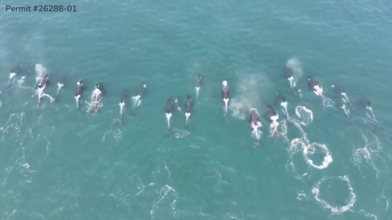 Drone captures endangered orca whale pod off coast of Washington state