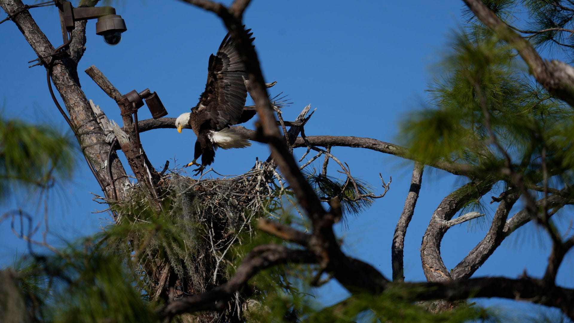 When do cams go live for Southwest Florida Eagle Cam? When to watch fan ...