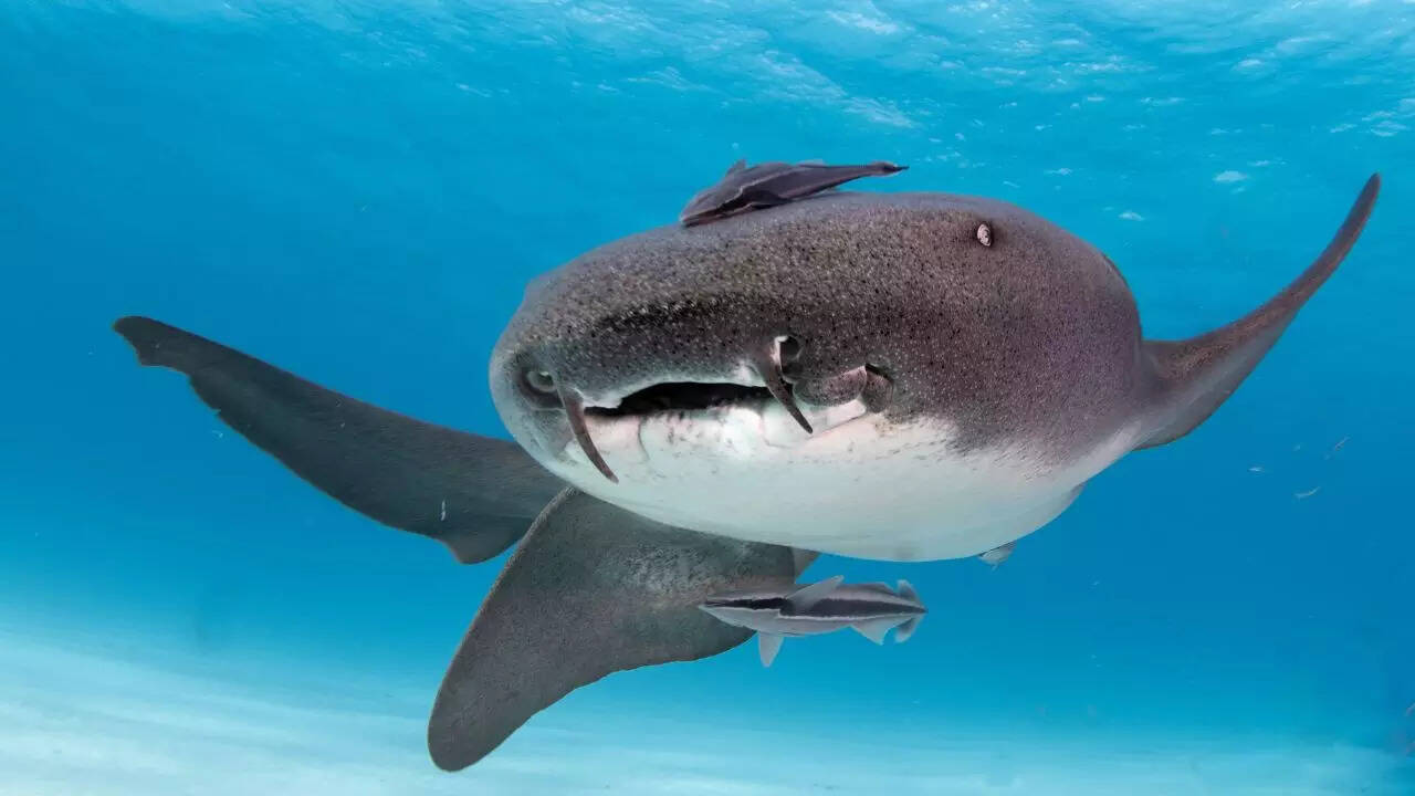 Meet 6 sharks that are not dangerous to humans