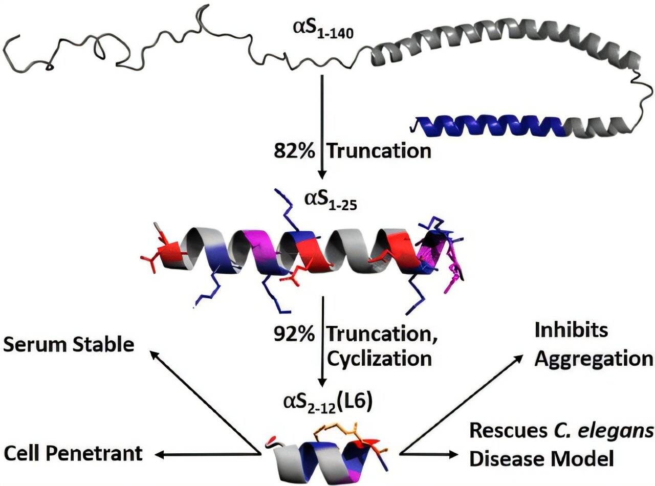 Scientists design peptide 'switch' that keeps Parkinson's protein in ...