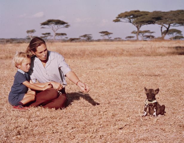 All About Jane Goodall's Son, Hugo 'Grub' Eric Louis van Lawick